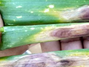 Purple Blotch of Onion | Pests & Diseases