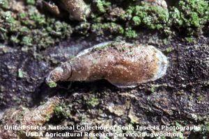 Purple Mussel Scale | Pests & Diseases