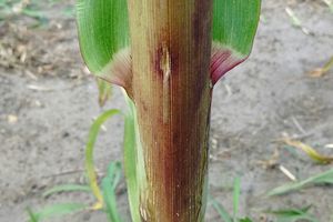 Red Rot | Pests & Diseases