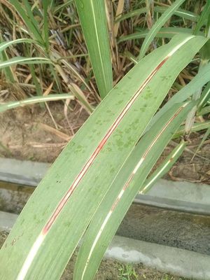 Red Rot | Pests & Diseases