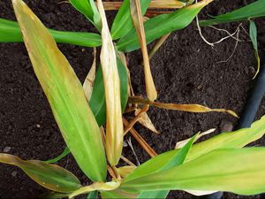 Rhizome Rot | Pests & Diseases