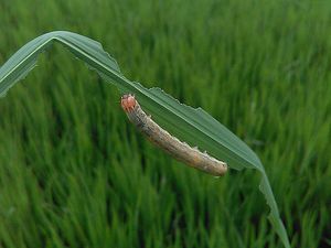 Rice Ear-Cutting Caterpillar | Pests & Diseases