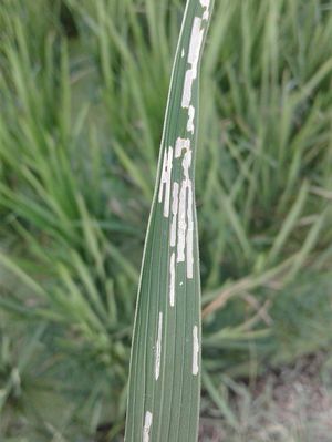 Rice Hispa | Bibliothek der Pflanzenkrankheiten