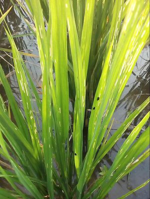 Rice Hispa | Pests & Diseases