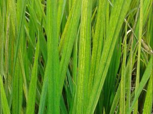 Rice Leaf Mite | Pests & Diseases