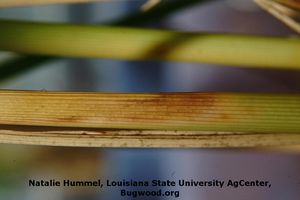 Rice Panicle Mite | Pests & Diseases