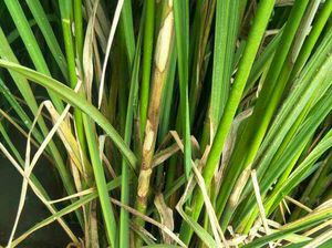 Rice Sheath Blight | Pests & Diseases