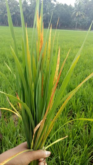Rice Yellow Mottle Virus | Pests & Diseases