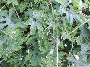 Ring Spot Virus | Pests & Diseases