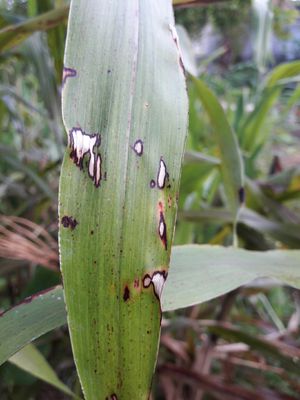 Rough Leaf Spot Of Sorghum | Pests & Diseases