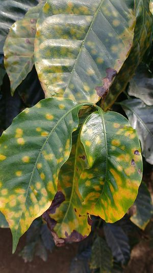 Rust of Coffee | Pests & Diseases