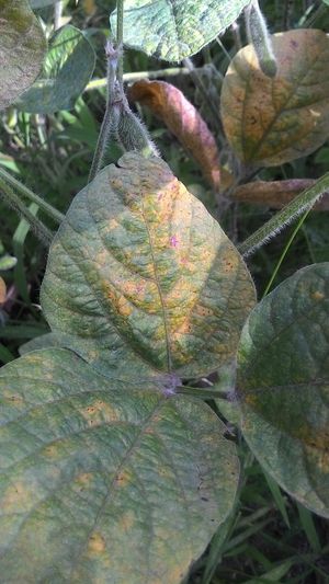 Soybean Rust | Pests & Diseases