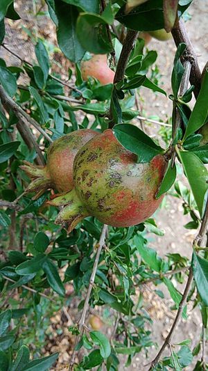 Keropeng Delima | Hama & Penyakit