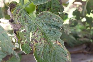 Septoria Leaf Spot | Pests & Diseases