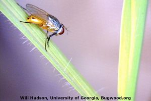 Shoot Flies | Pests & Diseases