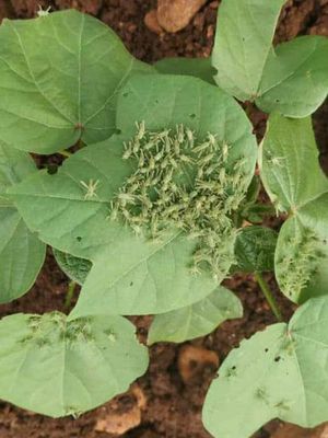 Criquet du riz | Ravageurs & Maladies