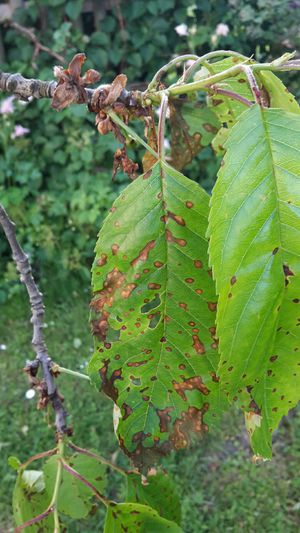 Criblure à Coryneum | Ravageurs & Maladies