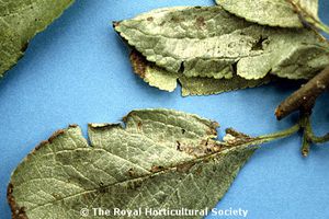 Silver Leaf | Pests & Diseases