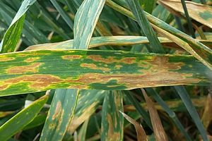 Snow Mold of Cereals | Pests & Diseases