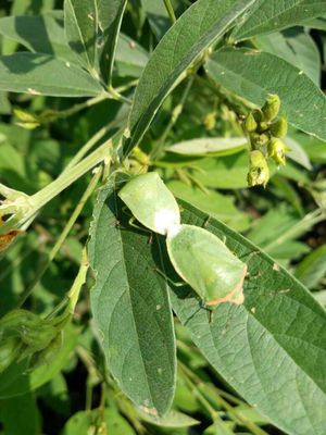 Kepik Hijau | Hama & Penyakit