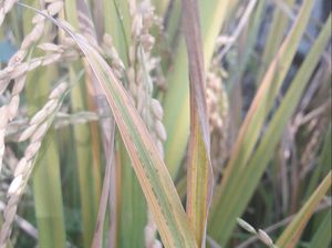 ବୁଢିଆଣୀ ଅଷ୍ଟପଦି | ପୋକ ଓ ରୋଗ