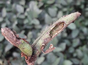 دھبے دار پھلیوں کا برما | کیڑے اور بیماریاں