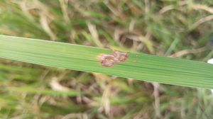 Stackburn of Rice | Pests & Diseases