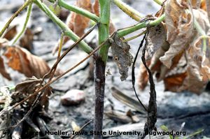 Stem and Root Rot of Soybean | Pests & Diseases