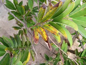 Stem End Rot of Mango | Pests & Diseases