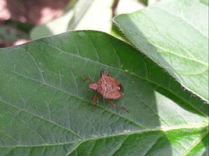 Punaise malodorante du Soja | Ravageurs & Maladies