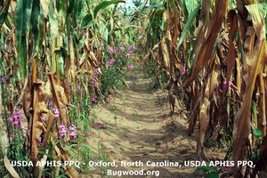 ಸ್ಟ್ರಿಗಾ | ಕೀಟಗಳು ಮತ್ತು ರೋಗಗಳು