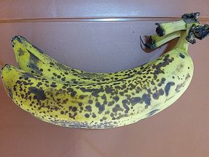 Sugar Spot | Pests & Diseases