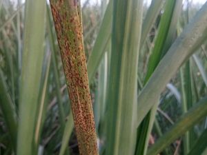 Sugarcane Common Rust | Pests & Diseases