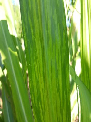 Sugarcane Mosaic Virus | Pests & Diseases