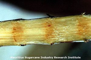 Sugarcane Ratoon Stunting Disease | Pests & Diseases