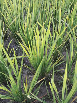 Sulfur Deficiency | Plant Disease Library