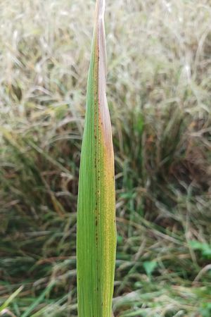 Deficiencia de azufre | Plagas y enfermedades