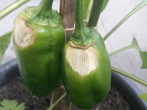 Sunburn | Pests & Diseases