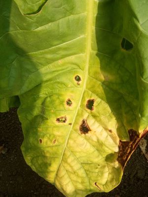 Target Spot | Pests & Diseases