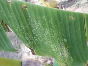 Thrips | Hama & Penyakit