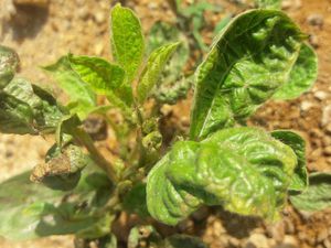 Thrips | Hama & Penyakit