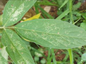 Thrips | Plant Disease Library