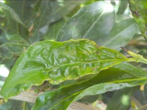 Thrips | Hama & Penyakit