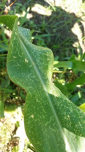 Thrips | Pests & Diseases