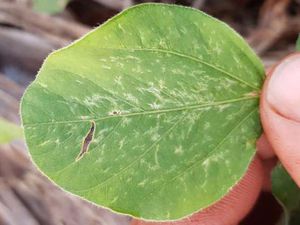 تھرپس | کیڑے اور بیماریاں