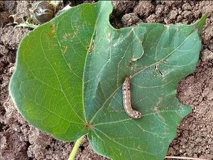 Gusano de la yema del tabaco | Plagas y enfermedades