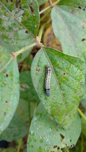 Gusano de la yema del tabaco | Plagas y enfermedades
