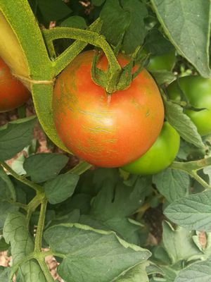 Tomato Russeting | Pests & Diseases