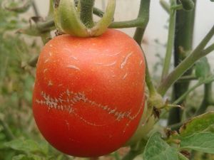 Tomato Zippering | Pests & Diseases