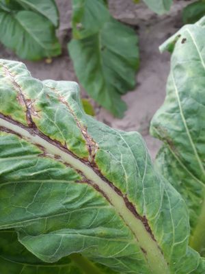 Tospovirus | Pests & Diseases